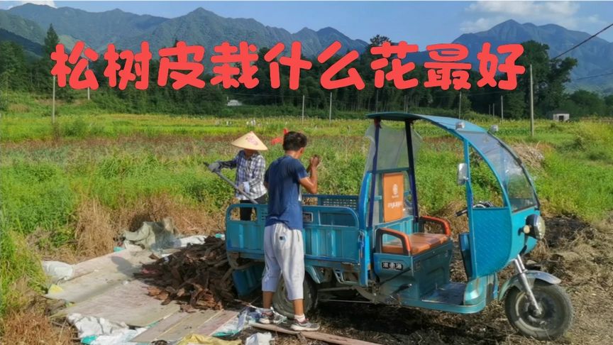 把松树皮全部堆起来,后面有大用处,大家猜猜养花小伙种什么花呢