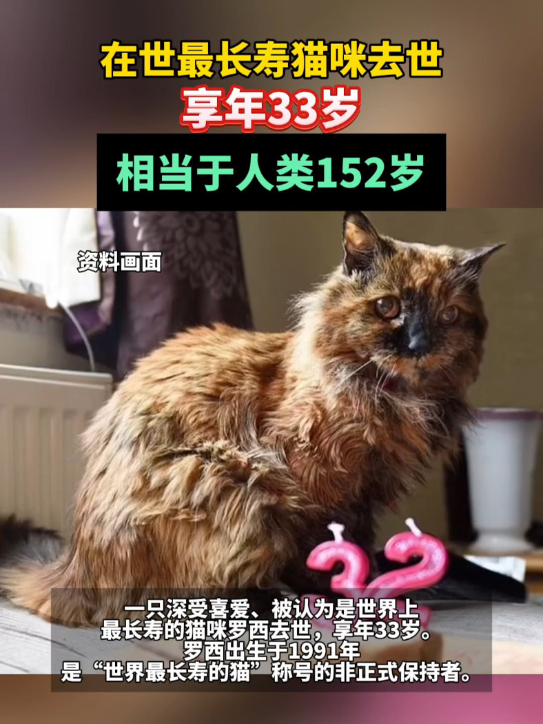 在世最长寿猫咪去世,享年33岁,相当于人类152岁