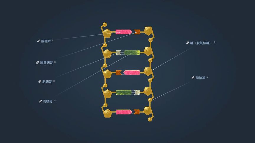 【人体科学】遗传物质DNA的结构