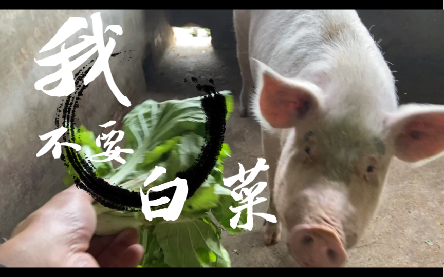 现在的猪都不拱白菜了,非要吃桑葚的叶子。
