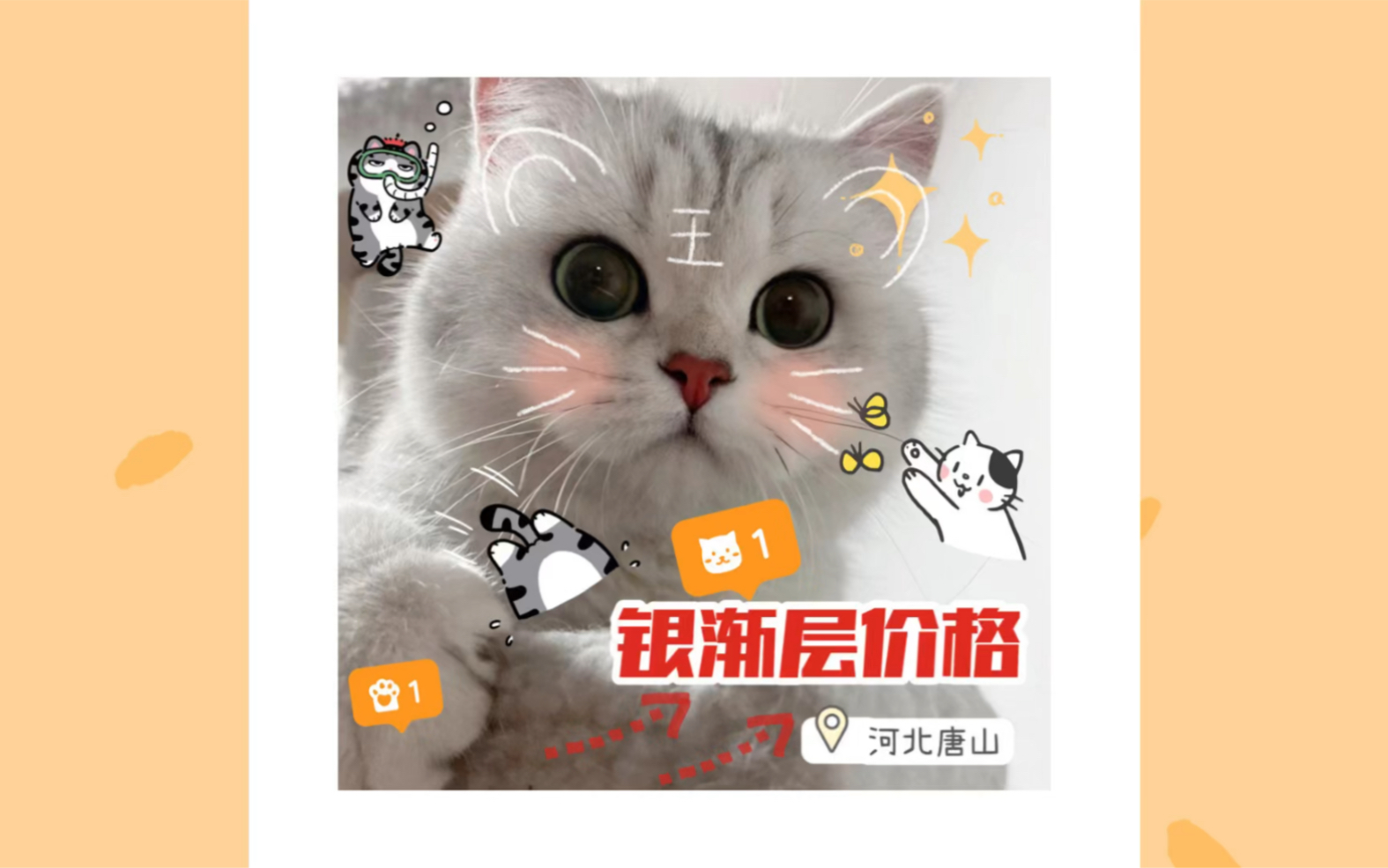 银渐层价格品相