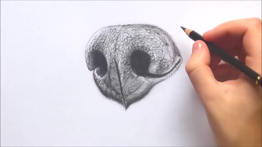 铅笔绘画系列二十简单素描逼真狗鼻子