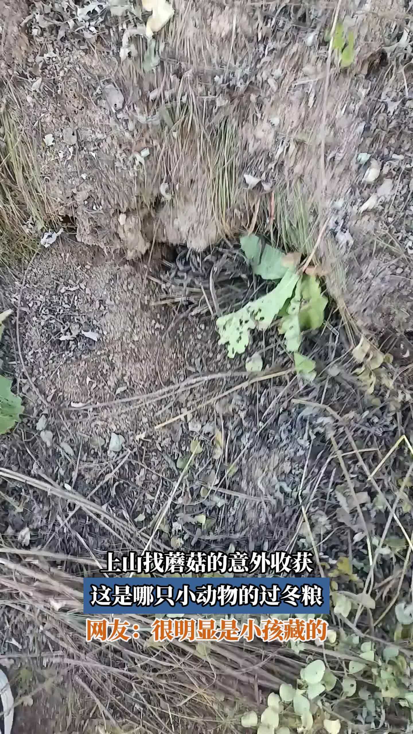 上山找蘑菇的意外收获,这是哪只小动物的过冬粮