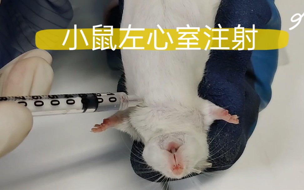 小鼠左心室注射