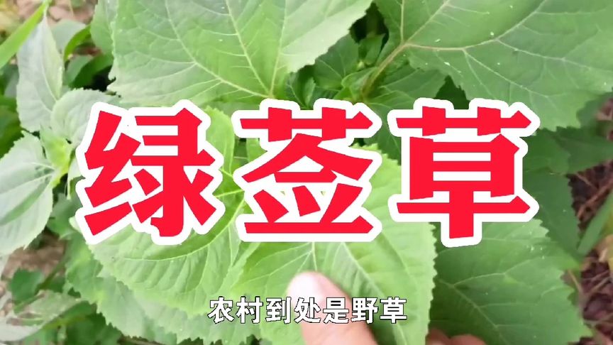 农村一种野草名叫绿莶草,又名豨莶草,用处多价值高遇见请珍惜
