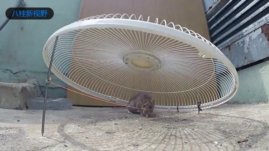 简易捕鼠器制作方法,让可恶的老鼠无处可藏身