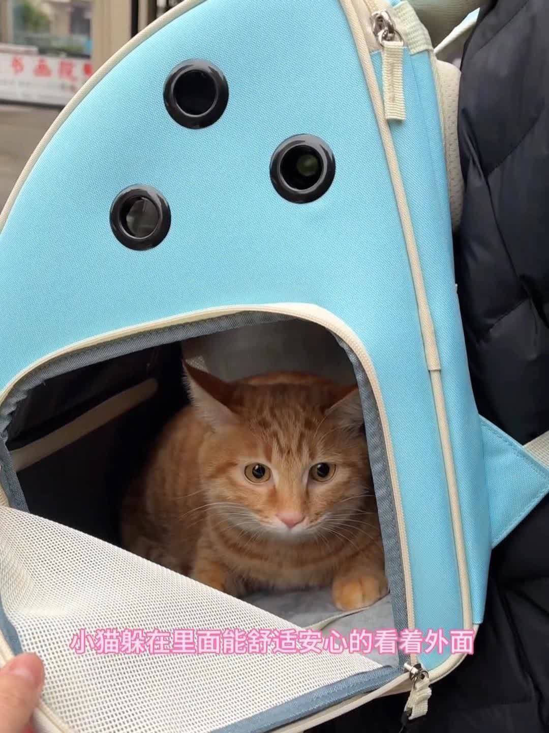 今天带小猫出门做社会化训练