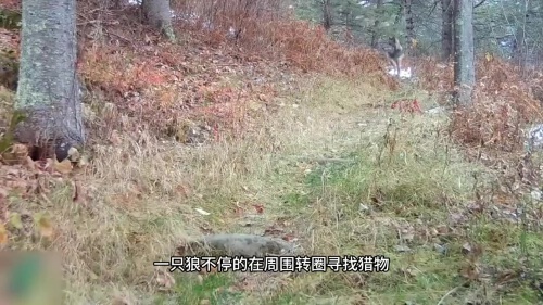 惊天大片曝光!监控录像记录下野狼的猎杀瞬间,结果却出乎意料,狼的...