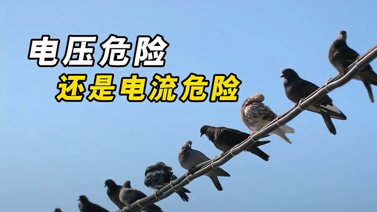 人触电导致死亡,究竟是因为电流还是电压呢?看完长知识了