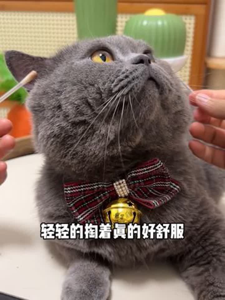 轻轻一掰,自带洁耳液的棉签,一周一次给猫咪清理耳朵好舒服,完全不抗拒