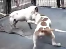 ...中最最强悍可对战数只藏獒的斗犬斗狗之最血腥的场面-比特VS比特
