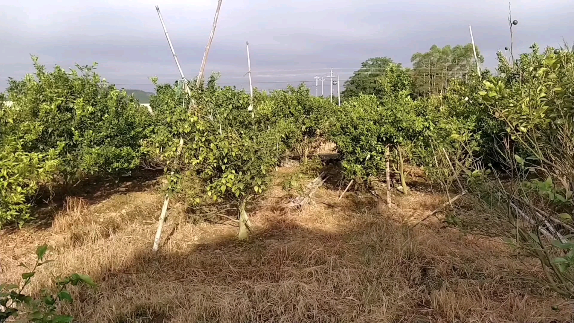 柑橘水份管理方法,危害柑果品质,种植户如何来管理才正确。