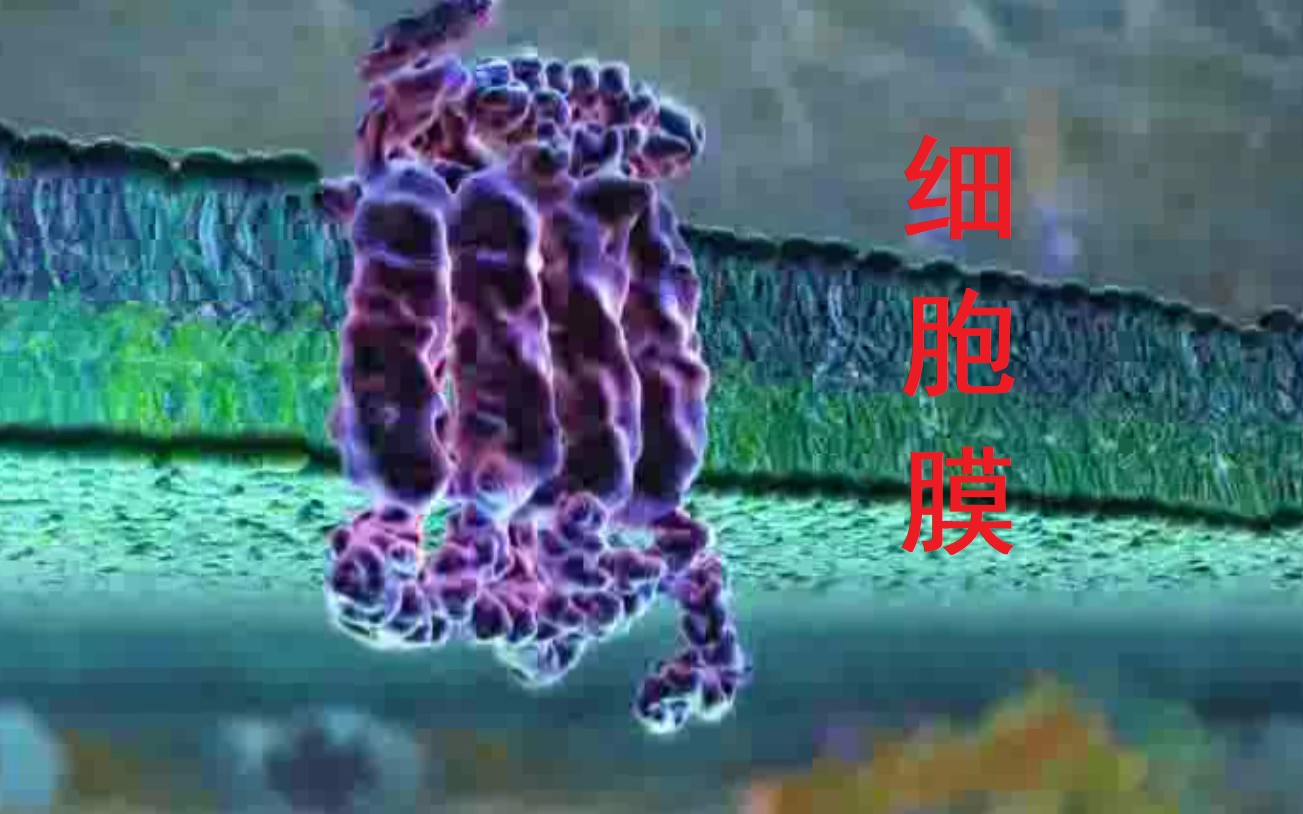 必修1第三章第1节:细胞膜的结构和功能(新教材新授课)