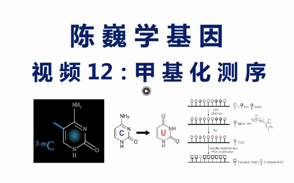 【陈巍学基因】视频12:甲基化测序