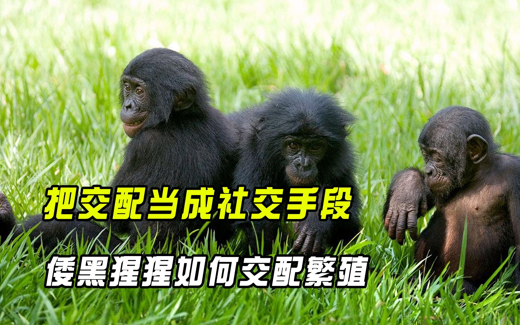 倭黑猩猩的生存之道,把交配当成社交手段,它们该如何繁衍后代?