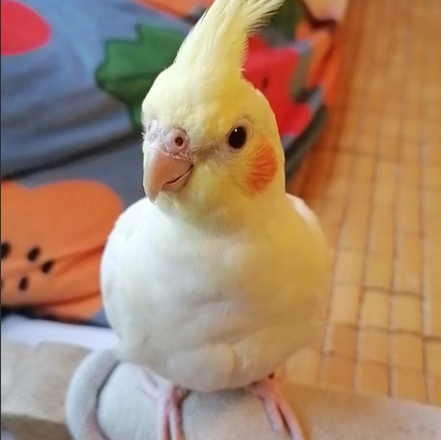 funny_bird 