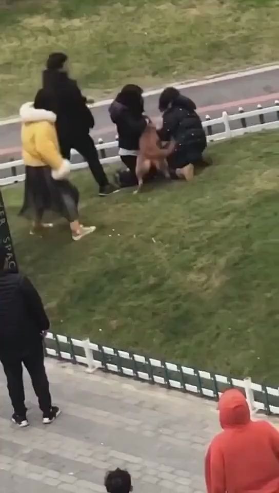 大狗咬小狗!双方的狗主人拉都拉不开