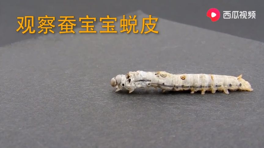 2、观察蚕蜕皮