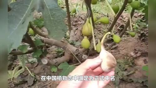 无花果是一种怎样的果树