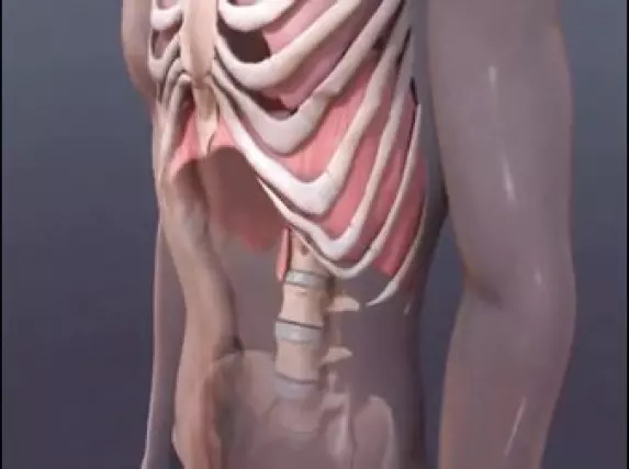 发生在肺内的气体交换