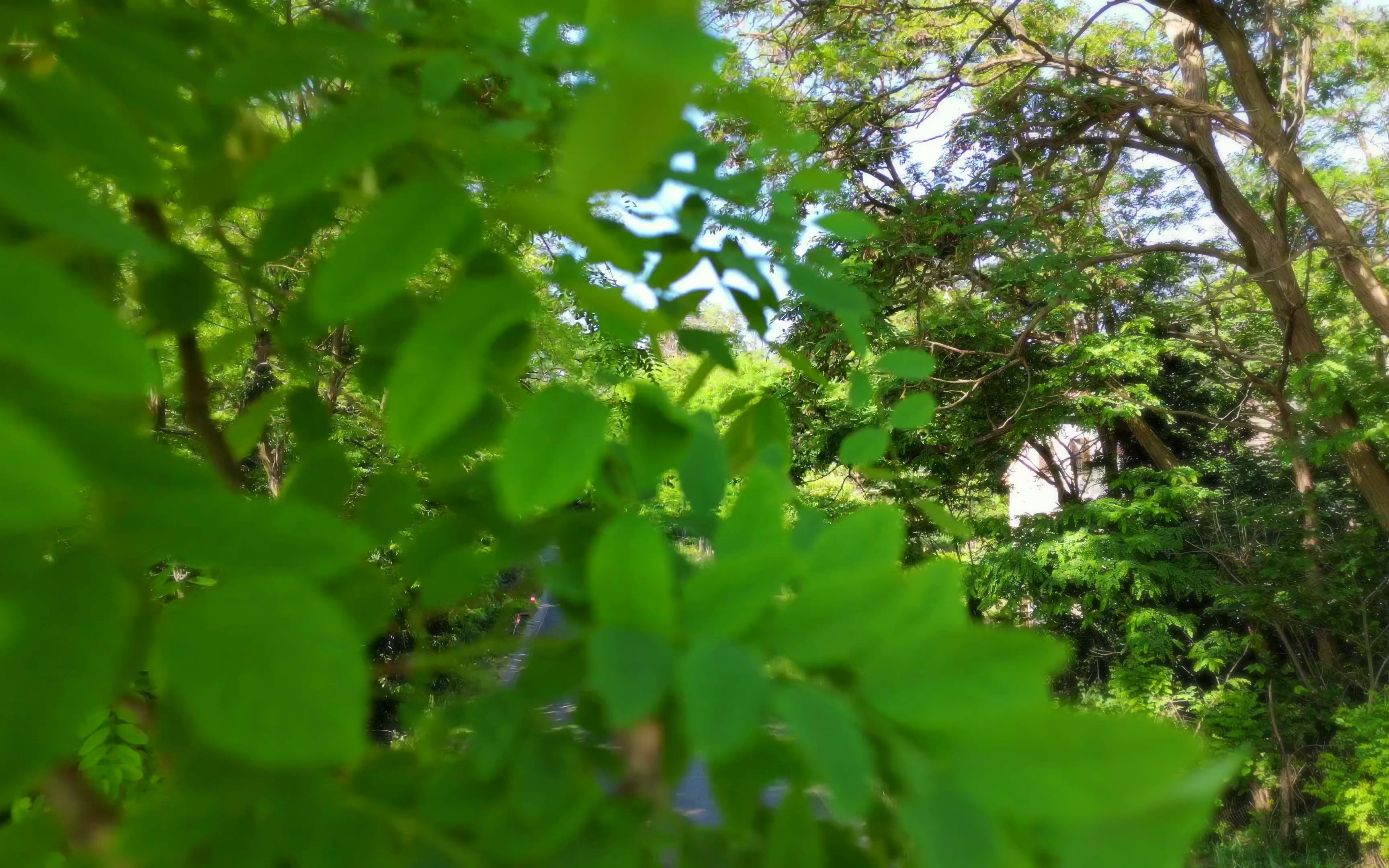 大疆Mini3Pro炸机-它避障了,但没完全避开