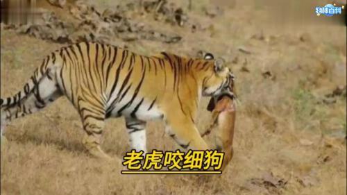 细狗狗仗人势调戏老虎被秒杀