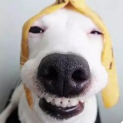 才疏学浅的狗子 