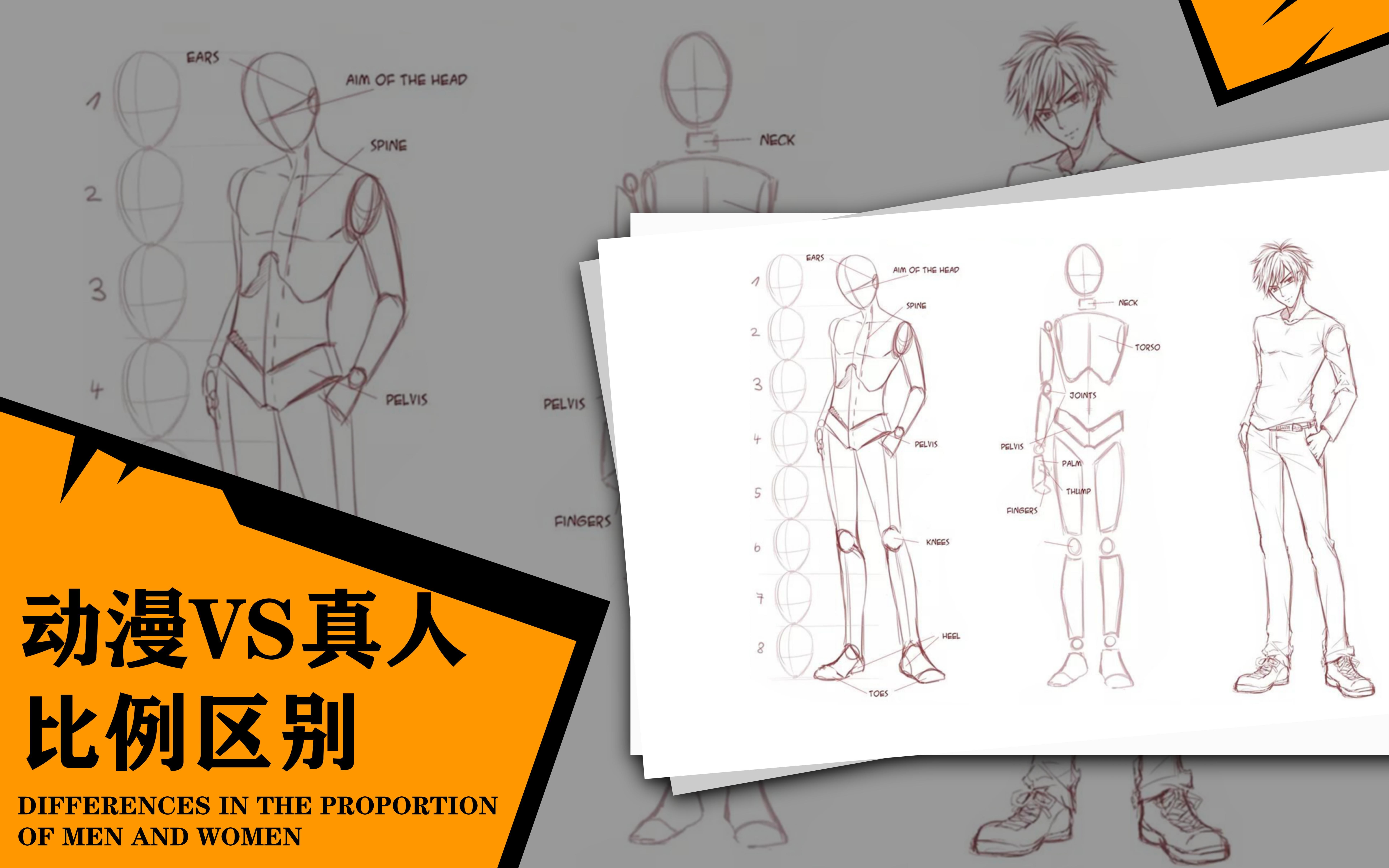 【人体比例】男女人物比例VS动漫人物比例~从这一课开始觉醒吧!