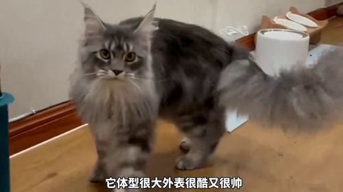 宠物解说:这八只猫的排行榜,你喜欢哪个?