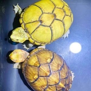 团长爱养龟
