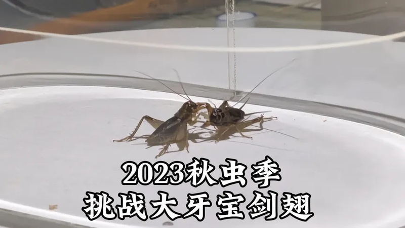 排架和牙全输的蛐蛐挑战大牙宝剑翅 结局会如何精彩斗蟋蟀视频