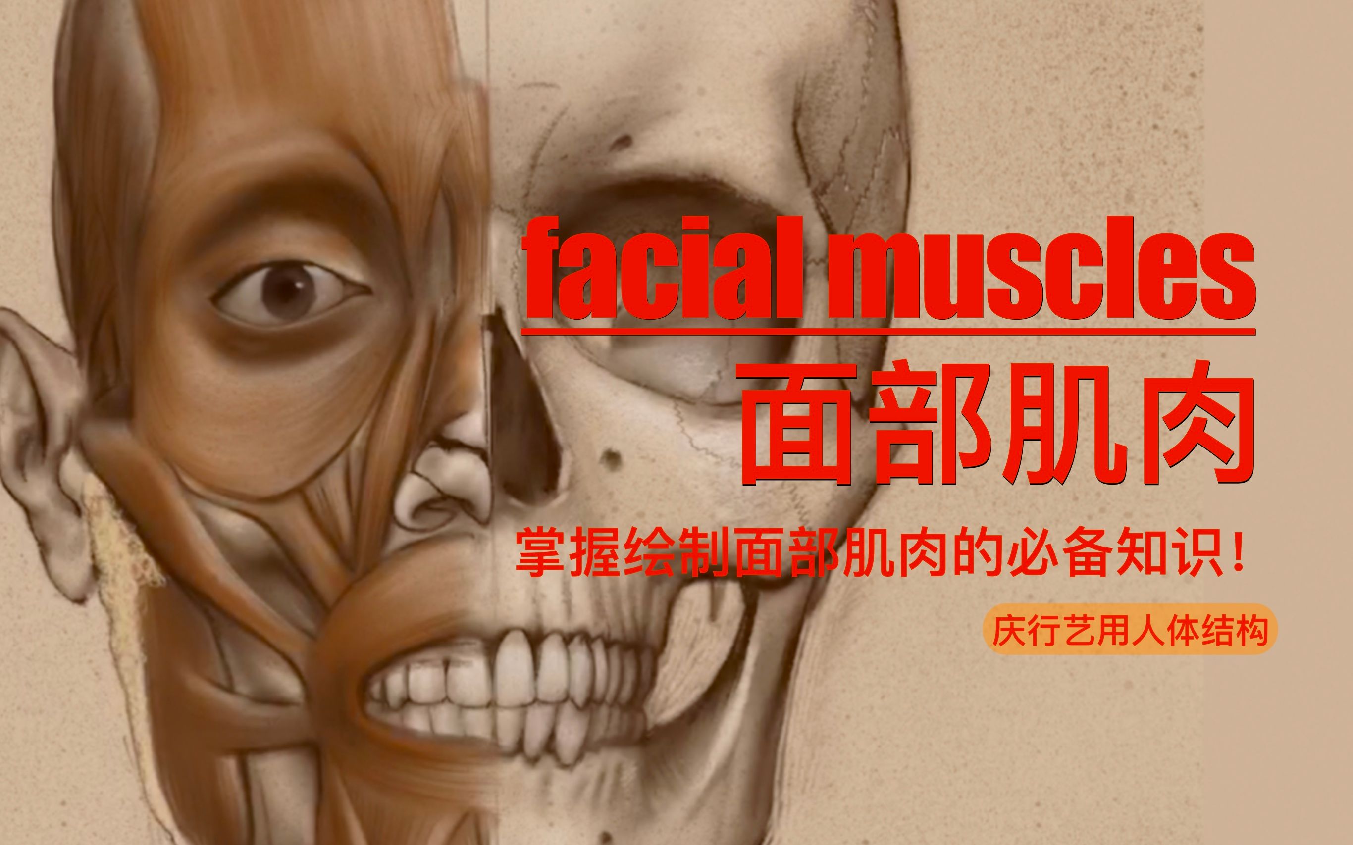 如何添加面部肌肉?掌握绘制面都肌肉的必备知识!