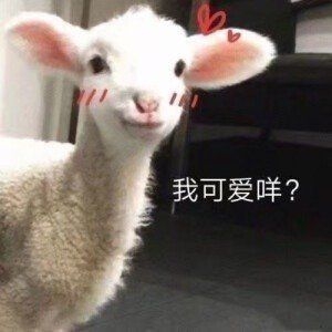 夏之风物诗y 