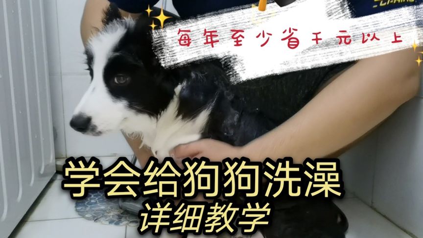 教您如何正确给宠物狗洗澡,养狗教学新手必看,每年省千元