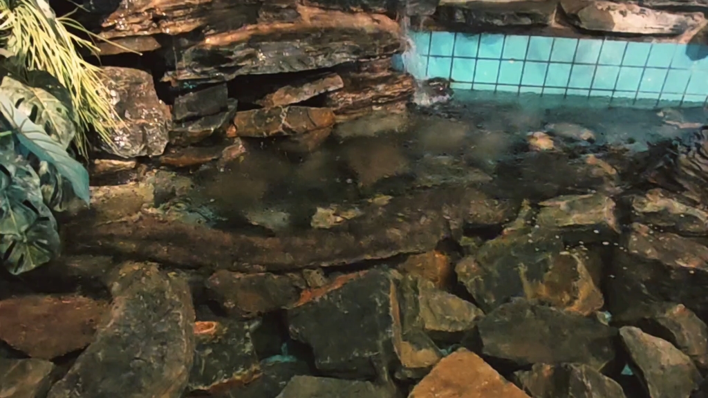 北京野生动物园的大鲵