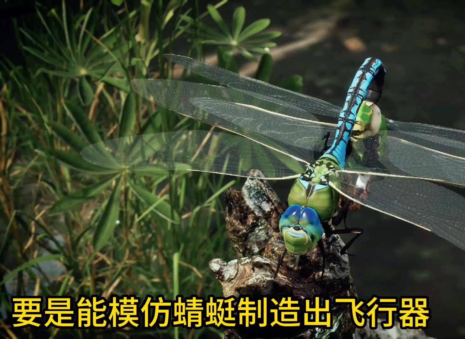 科学家研究了蜻蜓数十年,要是能模仿蜻蜓制造出飞行器,能躲避导弹的...
