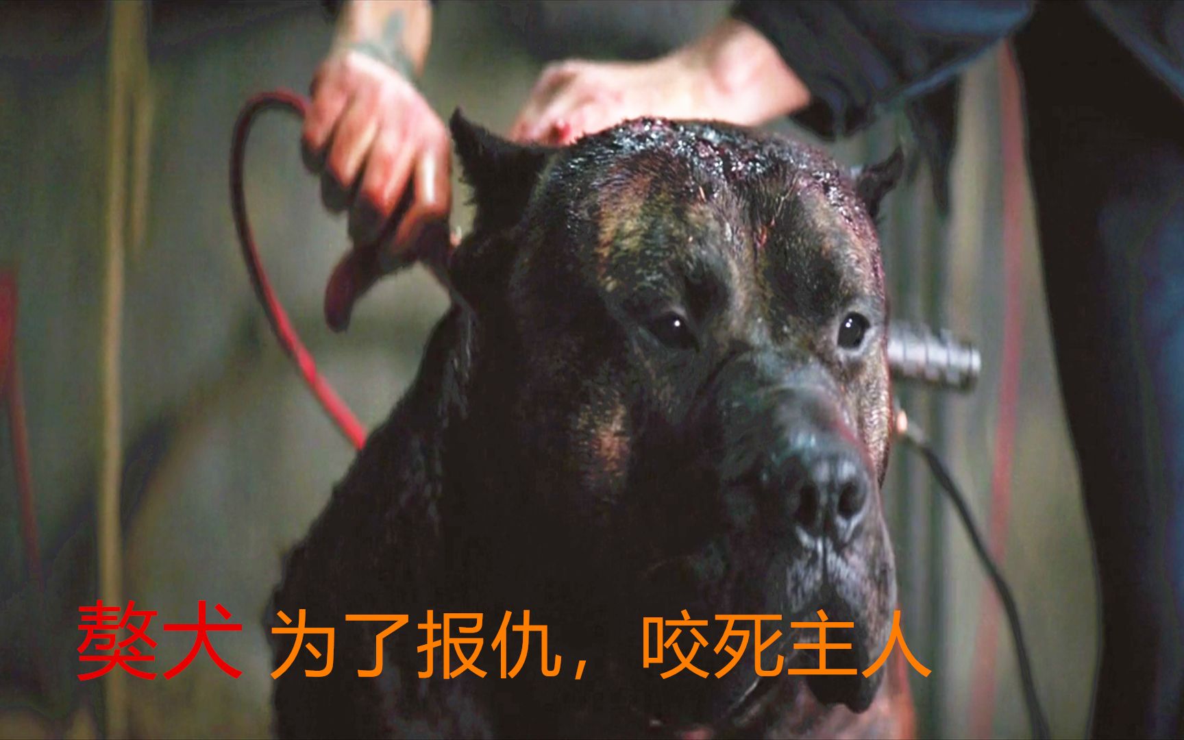 斗狗犬比赛后受伤,主人就要用电击杀死它,斗狗犬怒了!