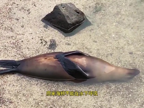 原来海狮不能在水下呼吸世界神奇在这里海狮