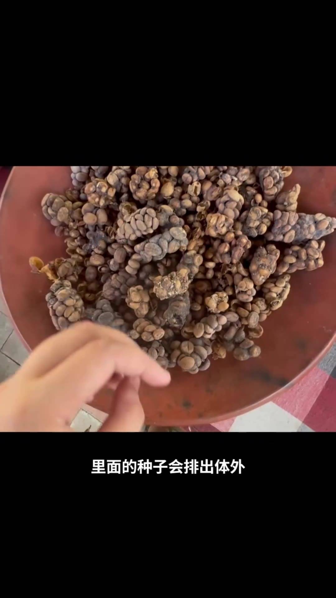 咖啡豆,可以机器加工,也可以让麝香猫加工