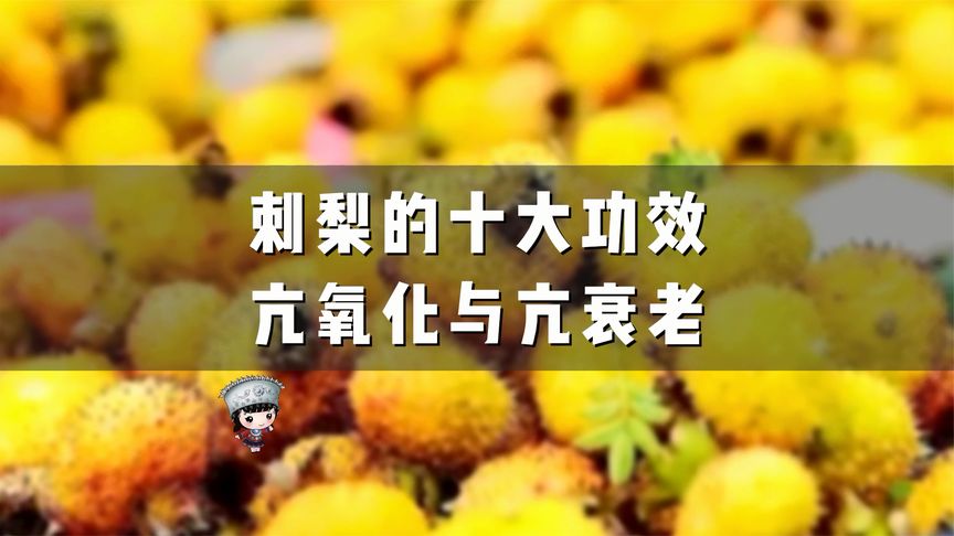 刺梨的功效(一)(二)小刺梨大能量!一起来看看贵州的宝藏刺梨!