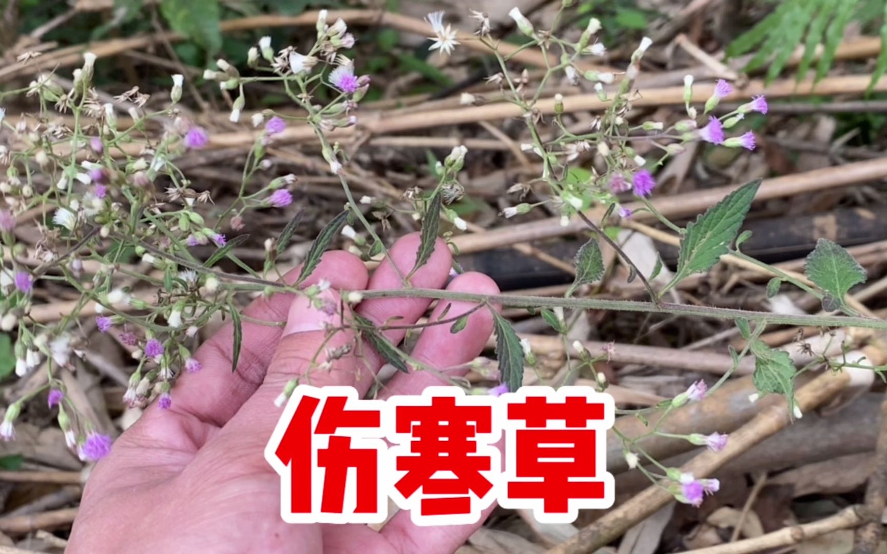 夜香牛也叫伤寒草,懂的人把它当宝贝,你知道它的用途吗?