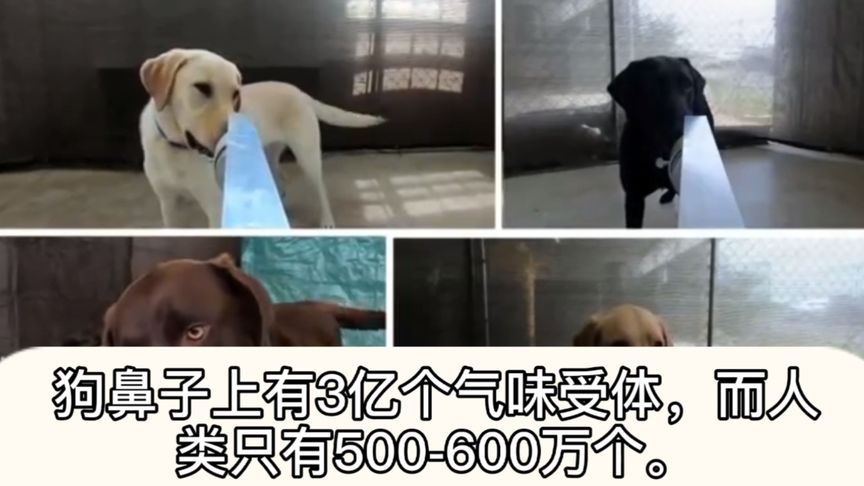 神奇的狗鼻子-能嗅出新冠病毒,准确率还很高!