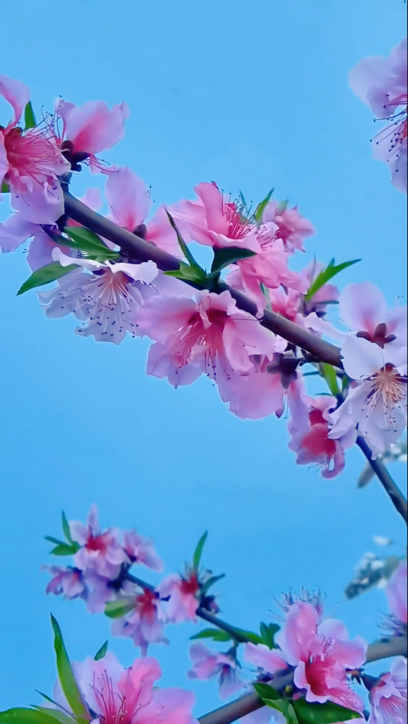 ...的结果枝。一年一更新的桃树,与苹果、梨不同,需要多动一点脑筋。