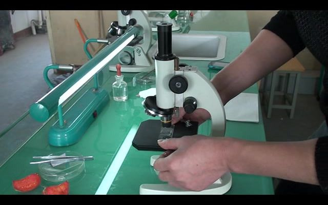 生物实验:番茄果肉细胞观察