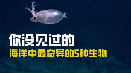 最奇异的5种海洋生物,你从没见过 它们每一种都是海洋中的精灵