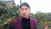 四川种植技术员,枇杷树冬季蔬花和蔬果,这样蔬才有利于果实更大