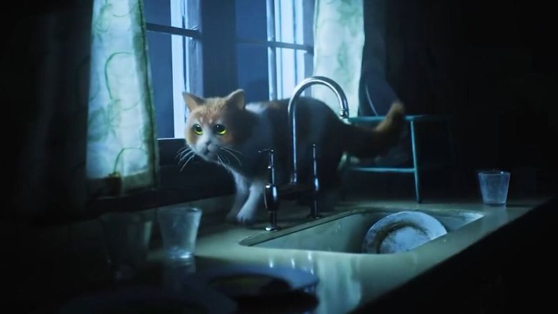 你知道猫咪最害怕什么吗带你走进猫咪的恐怖世界,深夜连连惨叫