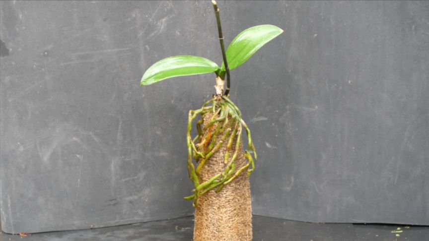 无土栽培蝴蝶兰,排水透气效果好,主要浇水不怕烂根