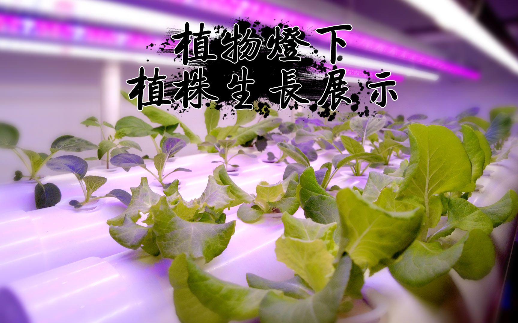 无土栽培PVC管道种植 植物生长灯下蔬菜的生长过程 水培种生菜小...