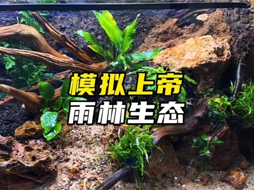 上帝模拟器:用150天的时间打造一个雨林生态系统